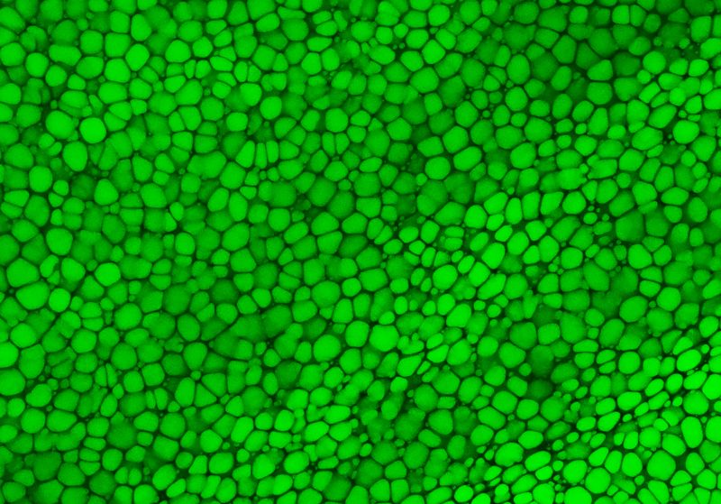 Unique skeletal tissue may enable new regenerative medical treatments ...